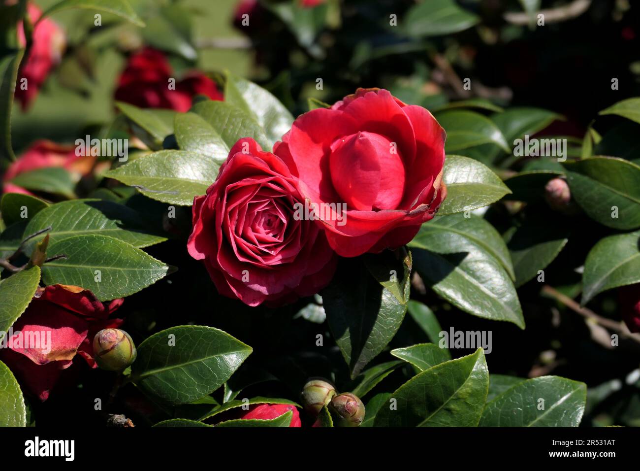 Red camellia flower hi-res stock photography and images - Alamy
