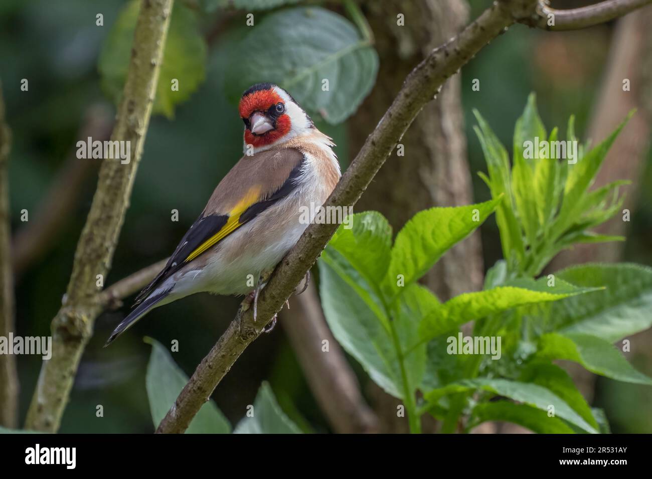One of most colorful finches the Goldfinch Stock Photo - Alamy