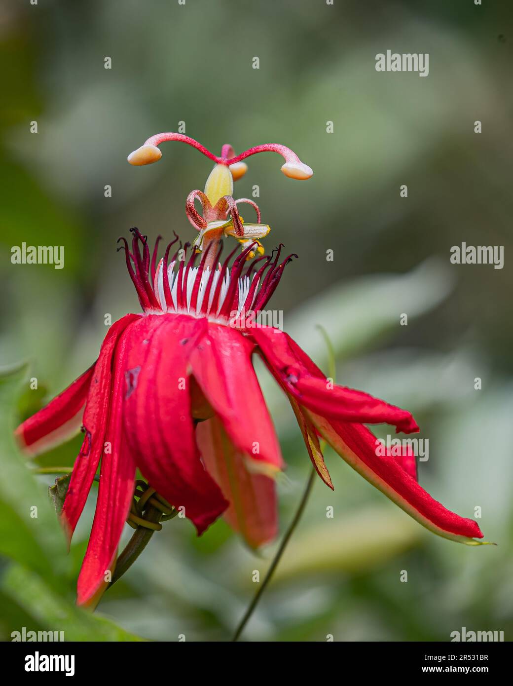 Passiflora coccinea scarlet passion flower hi-res stock photography and ...