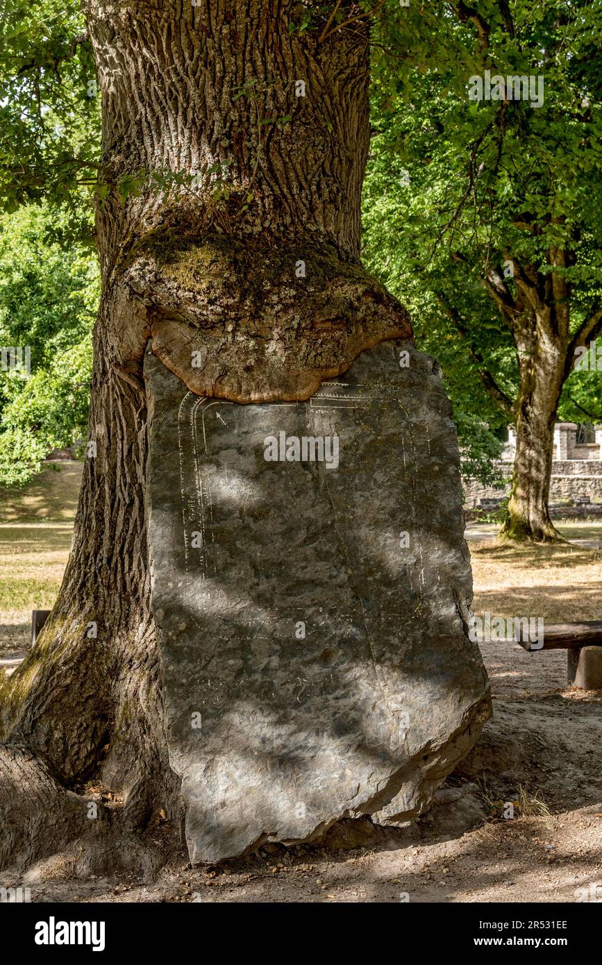 Stone slab, slate information board, grown into the bark of an oak tree ...