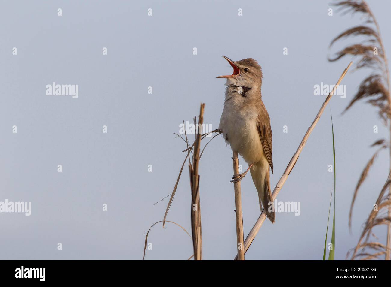 Great Reed Warbler (Acrocephalus arundinaceus), Greece Stock Photo - Alamy