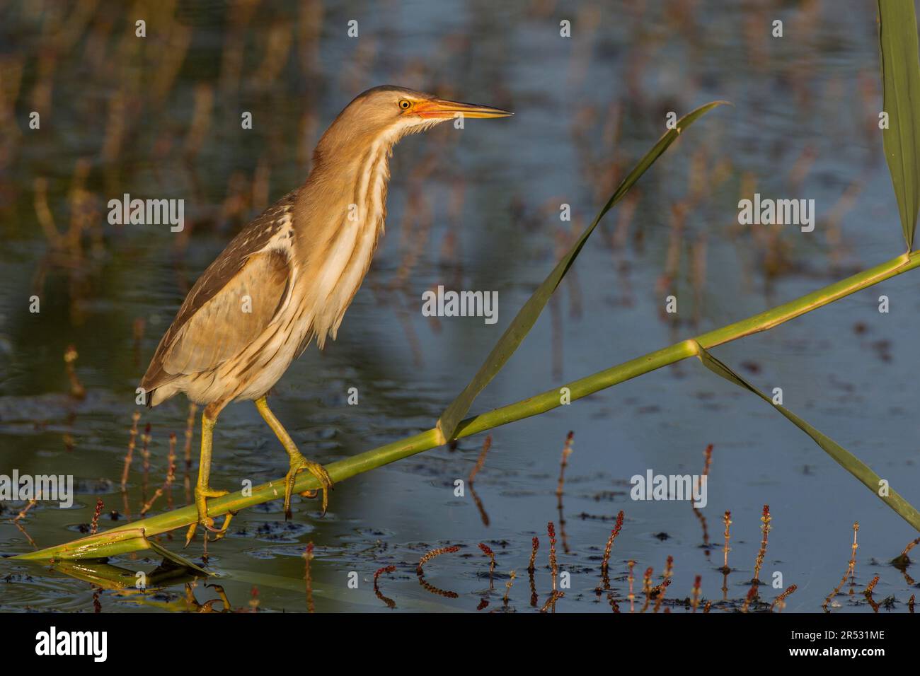 Little bittern (Ixobrychus minutus), female, Lake Kerkini, Greece Stock ...