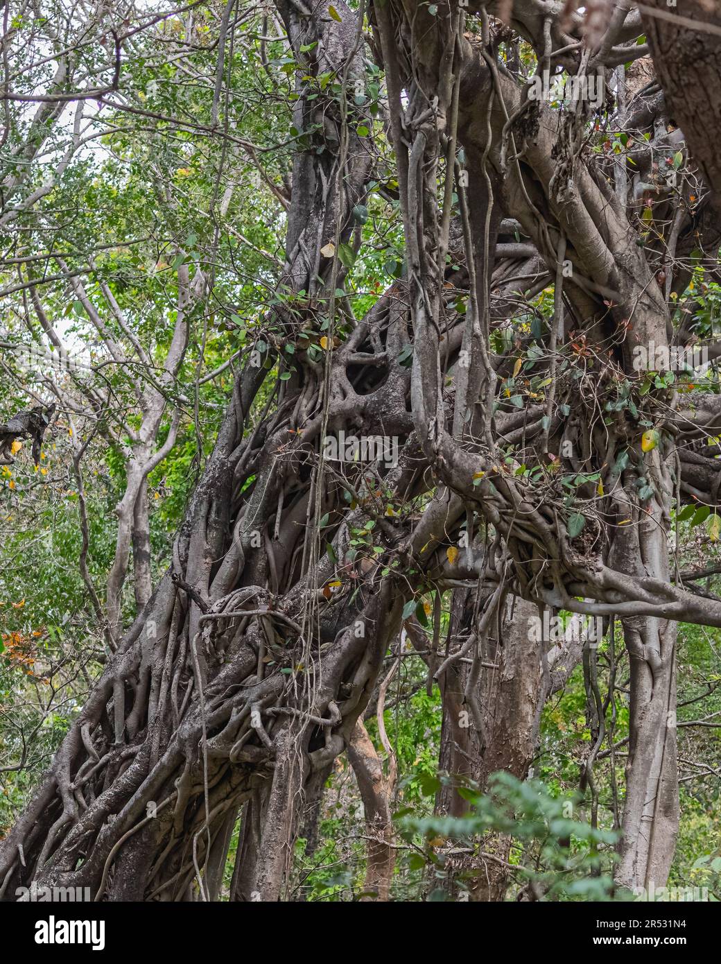 Multiple roots hi-res stock photography and images - Alamy