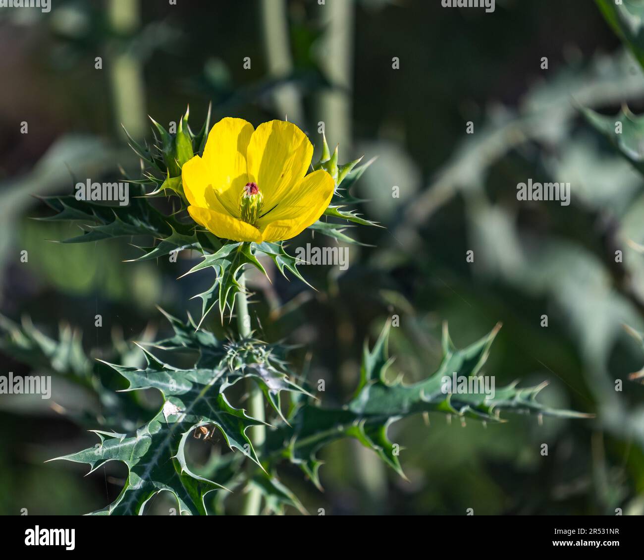 A Argemone Maxicana poppy flower in wild Stock Photo - Alamy