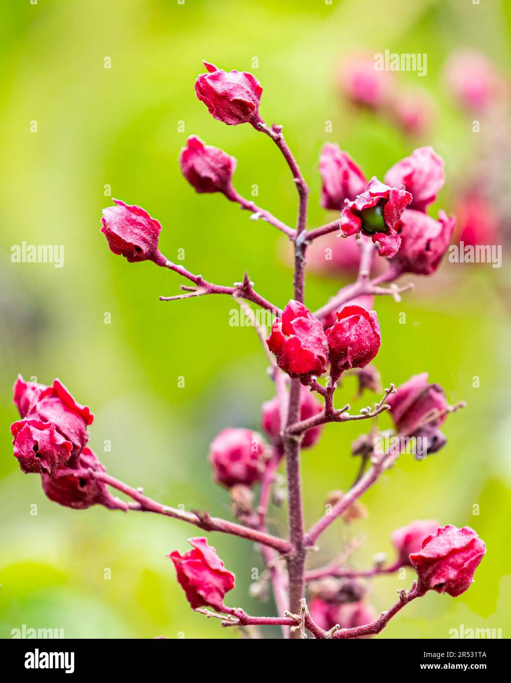 Myrtle tree trail hi-res stock photography and images - Alamy