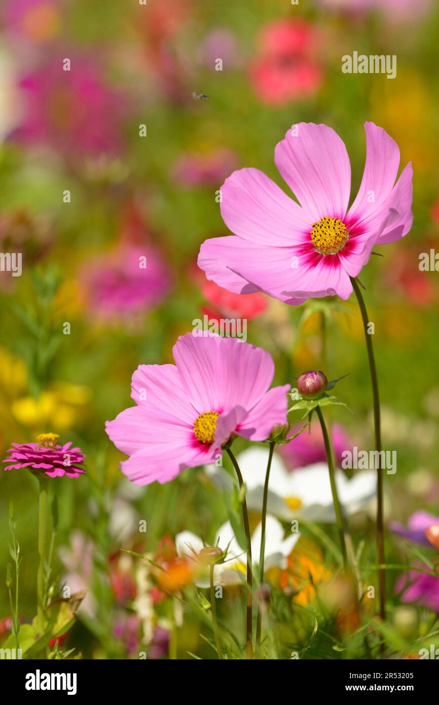 Garden Cosmea (Cosmos bipinnatus Stock Photo - Alamy