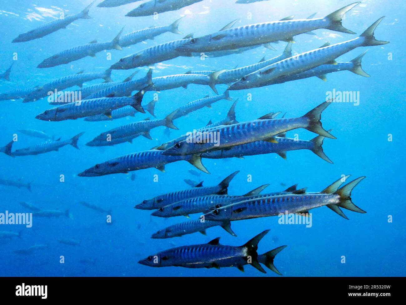 Large (Sphyraena barracuda) Barracudas Stock Photo - Alamy
