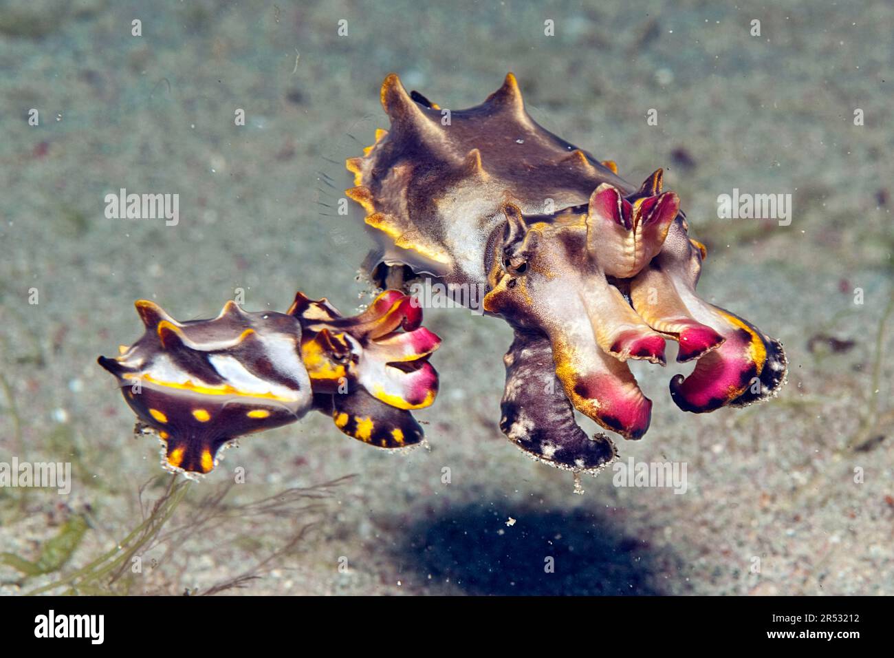 Flamboyant cuttlefish (Metasepia pfefferi), male and female, flame ...