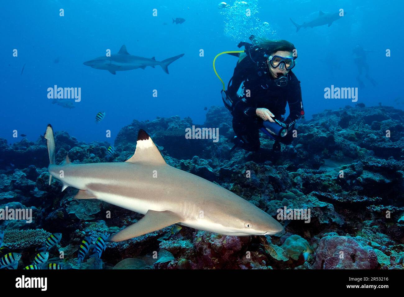 Diver and blacktip reef shark, blacktip reef shark (Carcharhinus melanopterus Stock Photo - Alamy