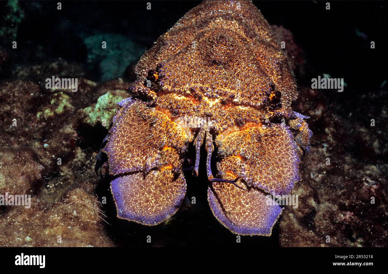 Slipper lobster hi-res stock photography and images - Alamy