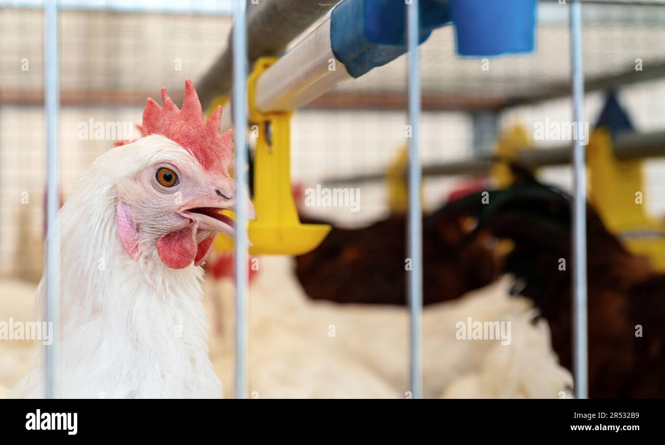 Chicken in poultry cage close hi-res stock photography and images - Alamy