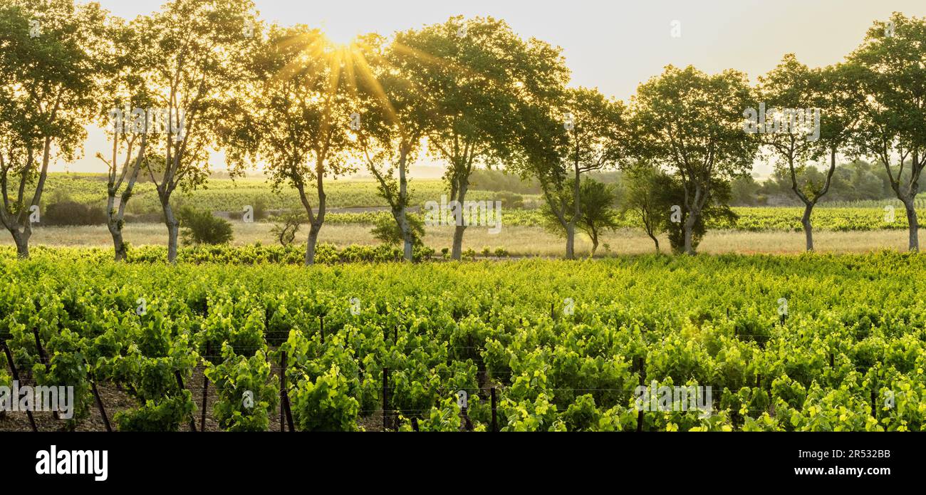 Vines, grapes and viticultural landscape of the South of France Stock ...