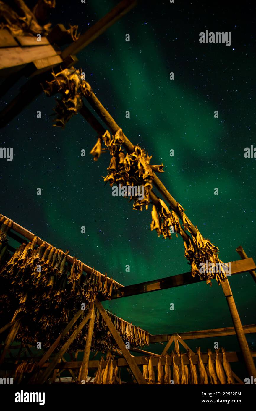 Northern Lights, Northern Lights, dried fish, Laukvik, Lofoten ...