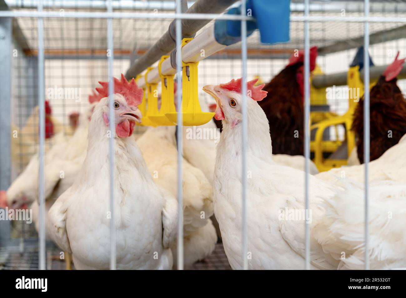 White chickens in cage in poultry farm Stock Photo - Alamy