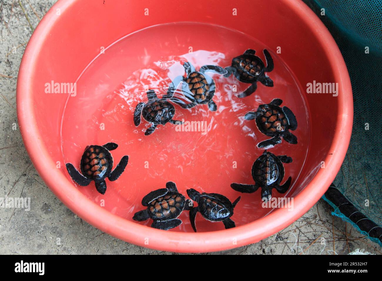 Green sea turtle hatchlings hi-res stock photography and images - Alamy