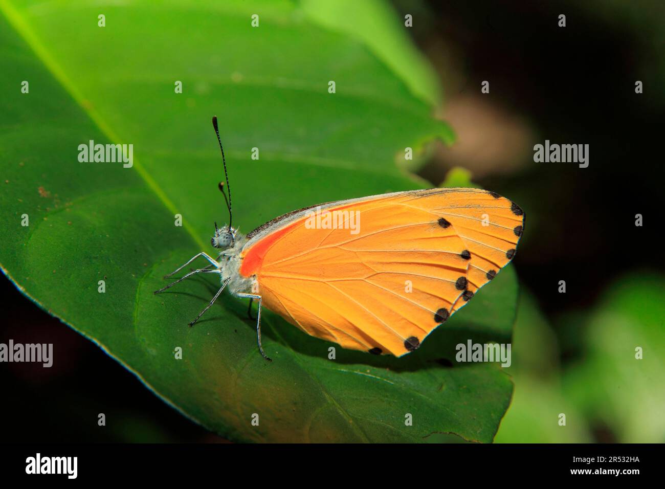 Butterfly (Belenois thysa Stock Photo - Alamy