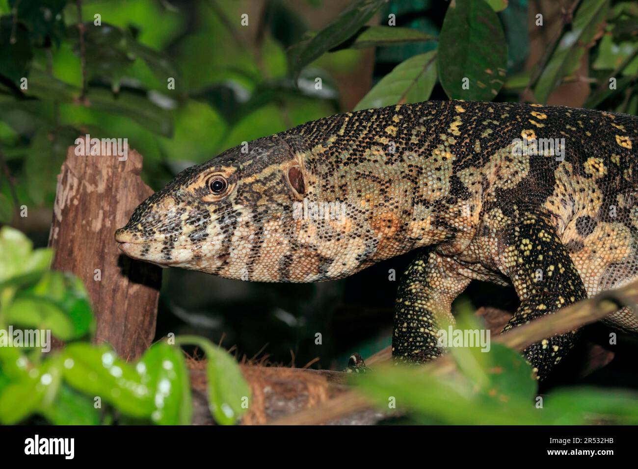 Mertens water monitor (Varanus mertensi Stock Photo - Alamy