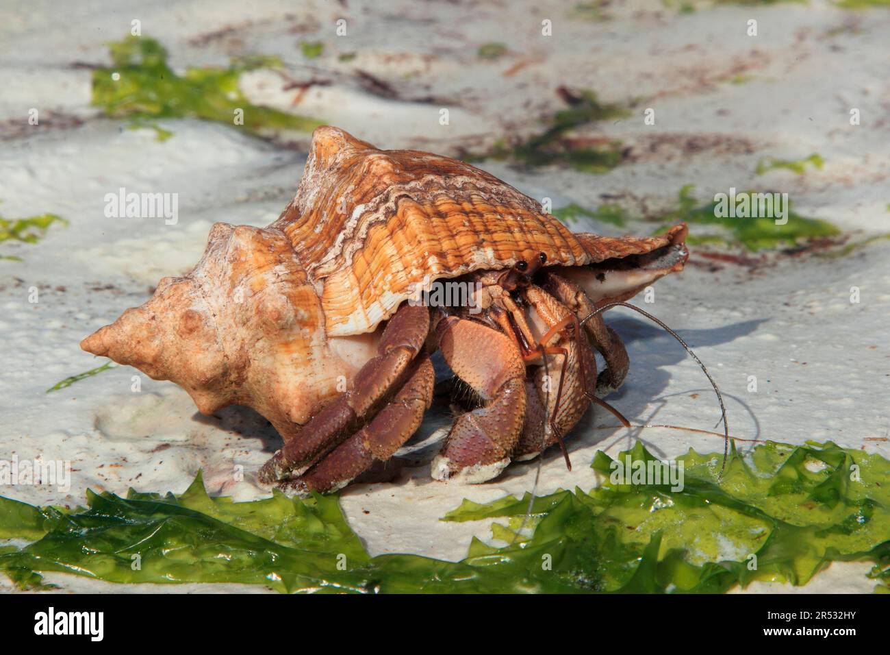 Tanzania crab hi-res stock photography and images - Alamy