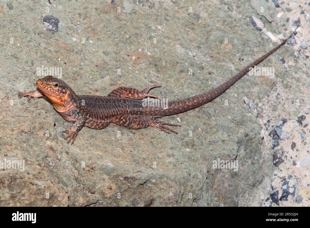 Gran Canaria giant lizard (Gallotia stehlini), lizard Stock Photo - Alamy