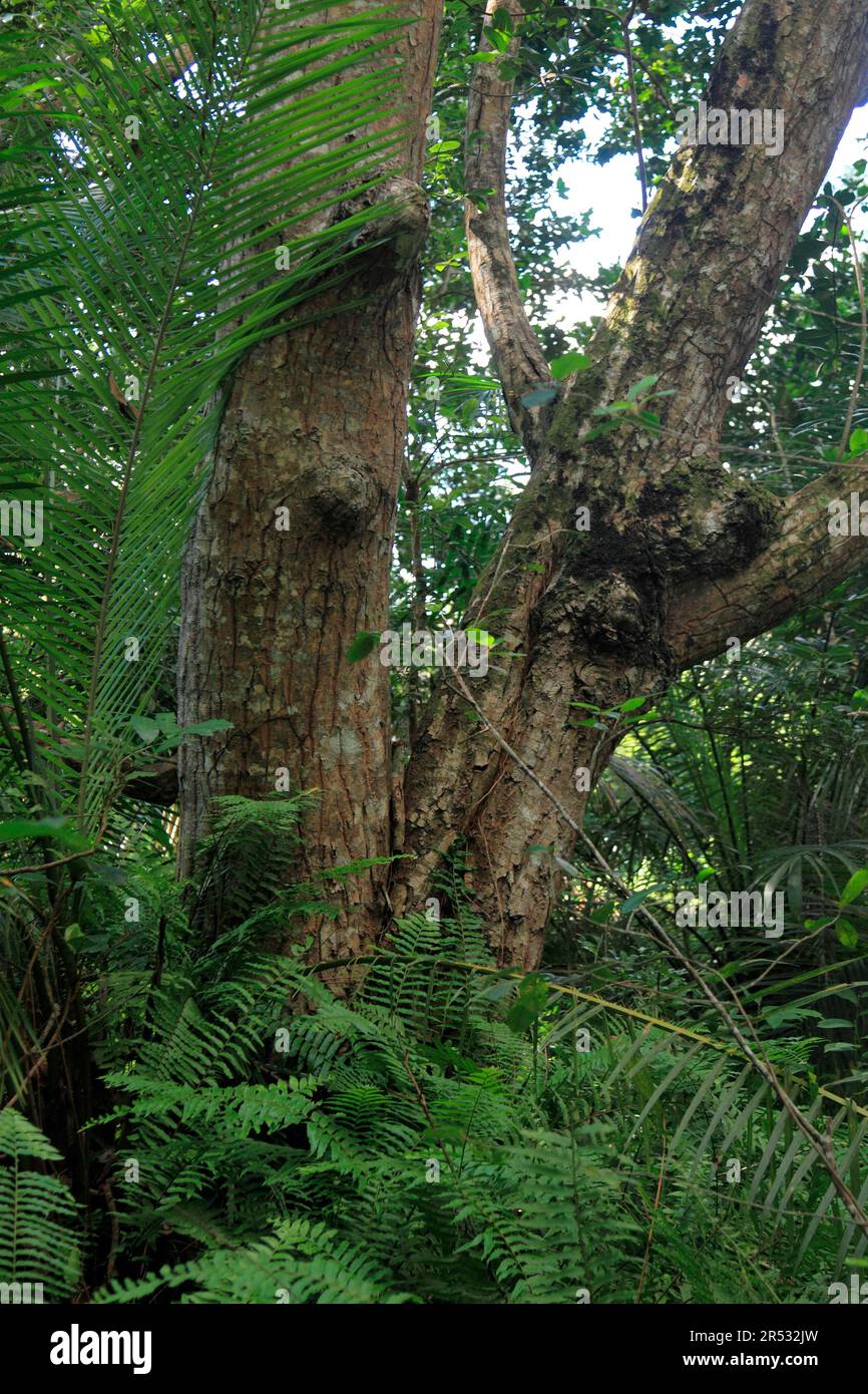 Forest, Jozani National Park, Zanzibar, Tanzania Stock Photo - Alamy