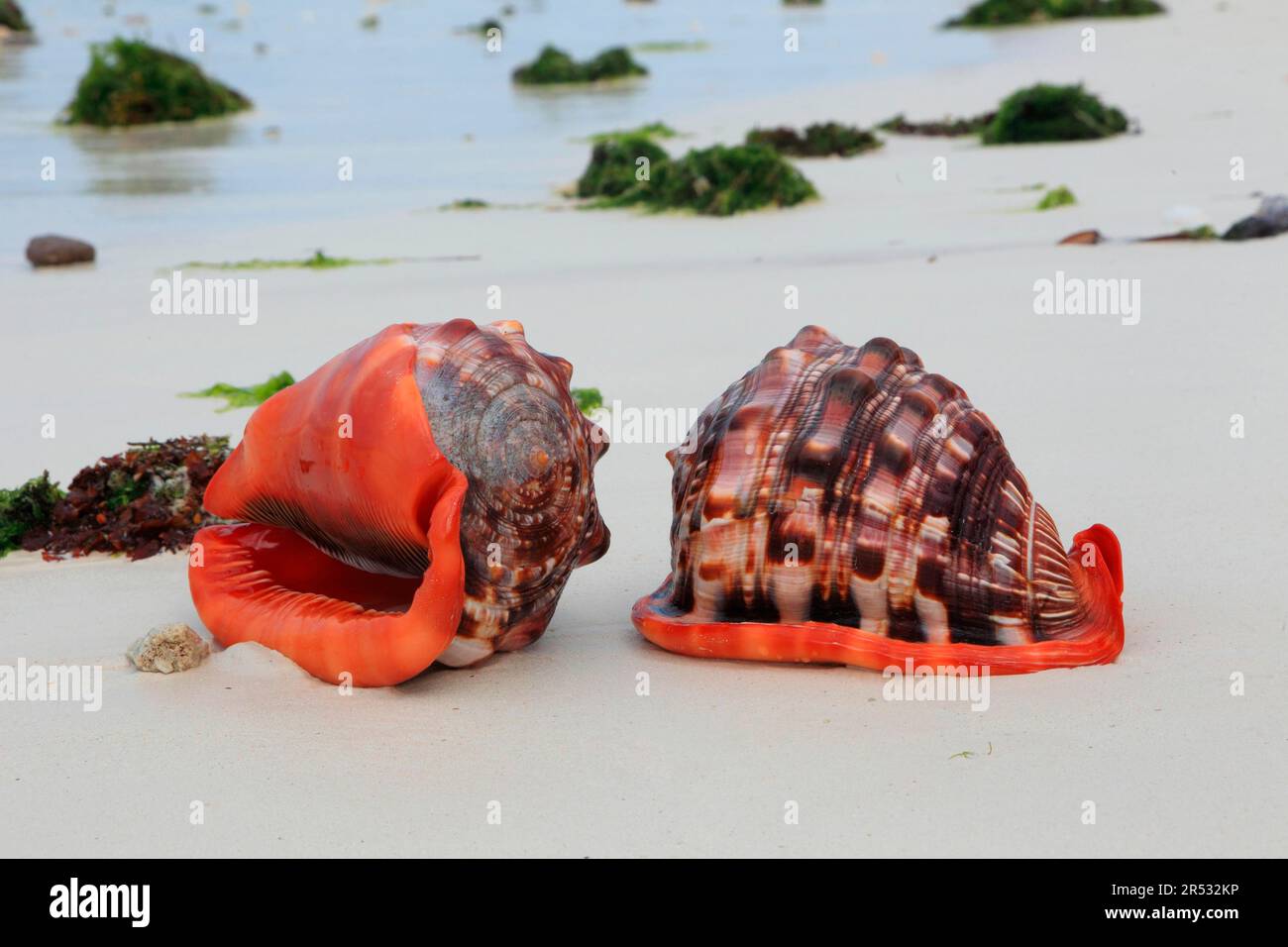 Red helmet snails, Zanzibar (Cassis rufa), Tanzania Stock Photo - Alamy