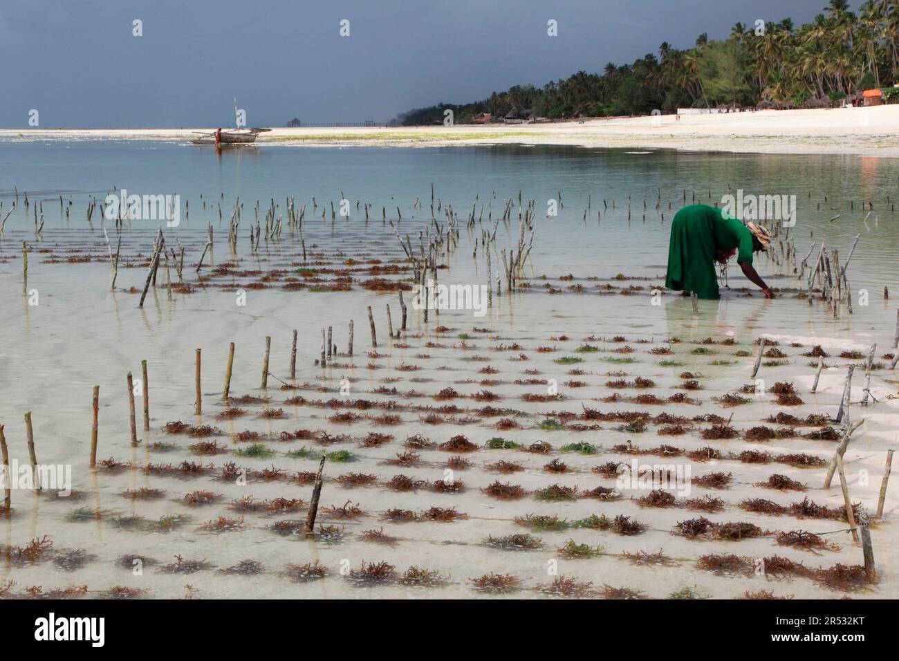 Woman collecting seaweed, sea gardens, Indian Ocean, Zanzibar, sea ...