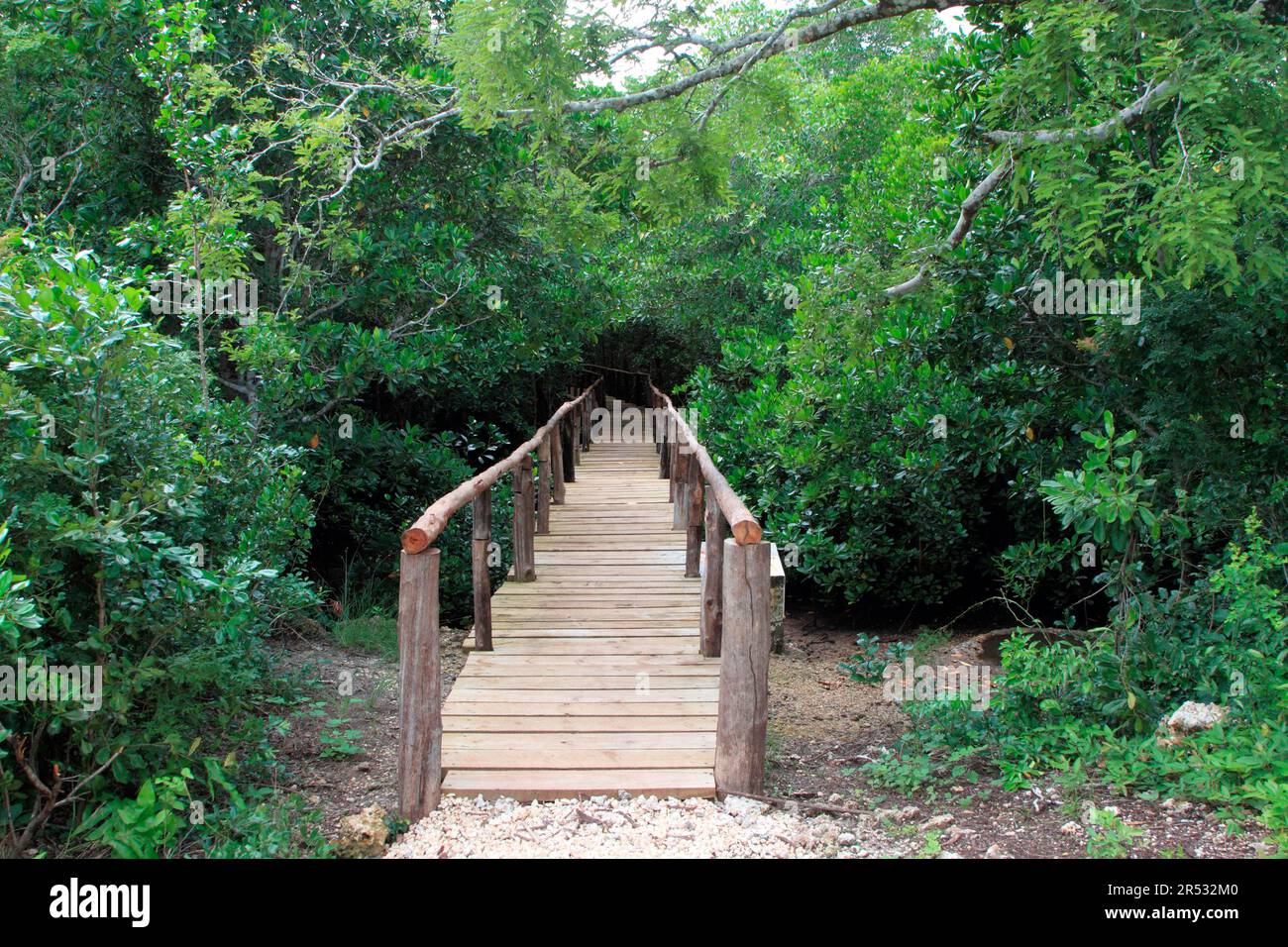 Wooden bridge, Forest, Jozani National Park, Zanzibar, Wooden ...