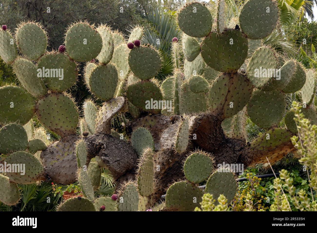 Prickle pear cactus hi-res stock photography and images - Alamy