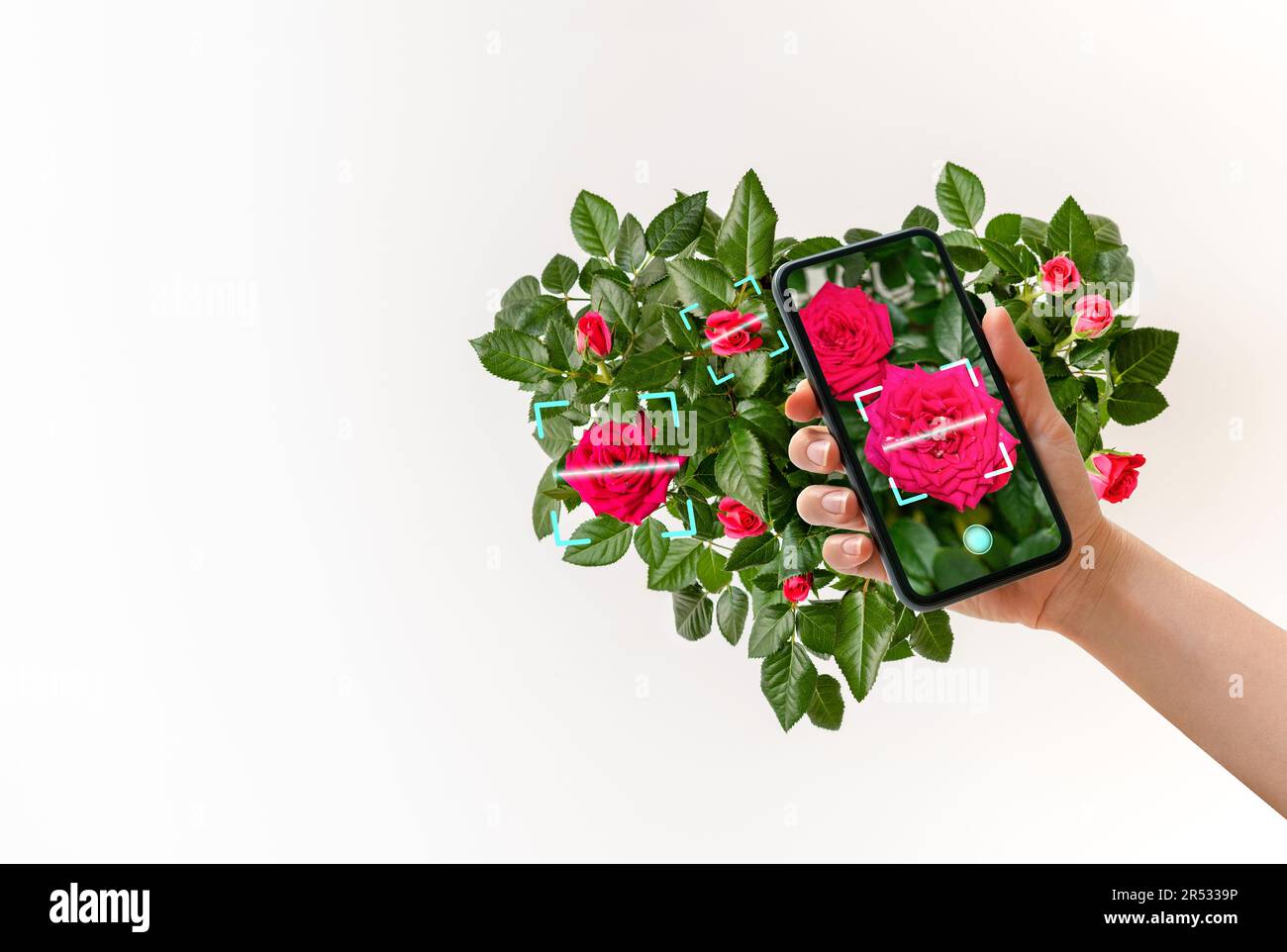 Phone in hand scanning rose flowers using mobile app for plant ...
