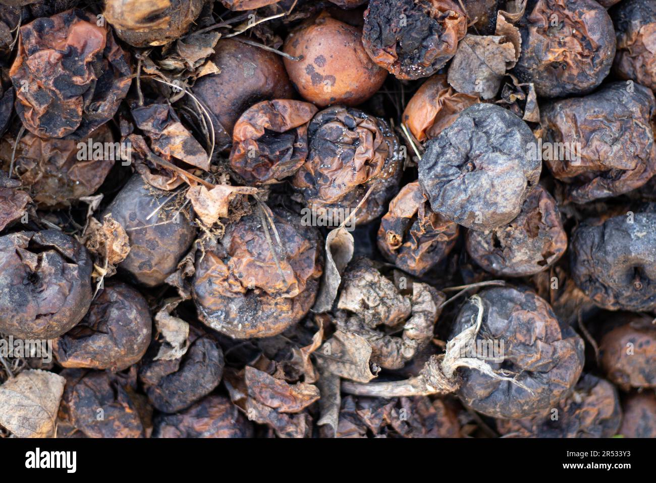 Apple decay hi-res stock photography and images - Alamy