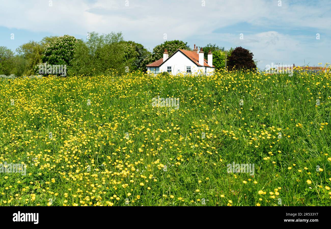 Wild buttercups in abundance line the bank of the river Hull (not in ...