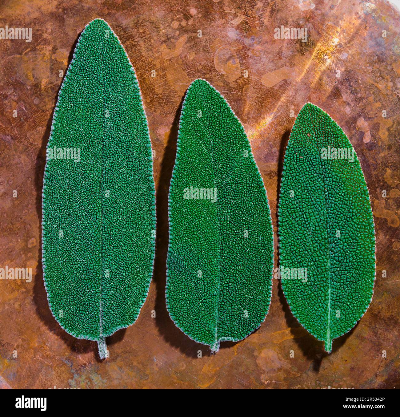 Three sage leaves on a copper tray in natural sunlight, leaf texture ...