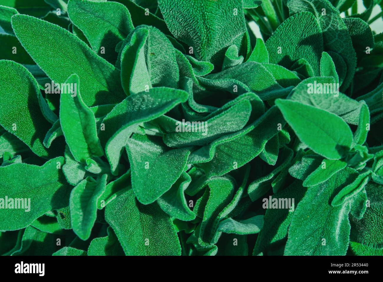 Top view of bunch of fresh sage in natural sunlight, idea for leaf ...