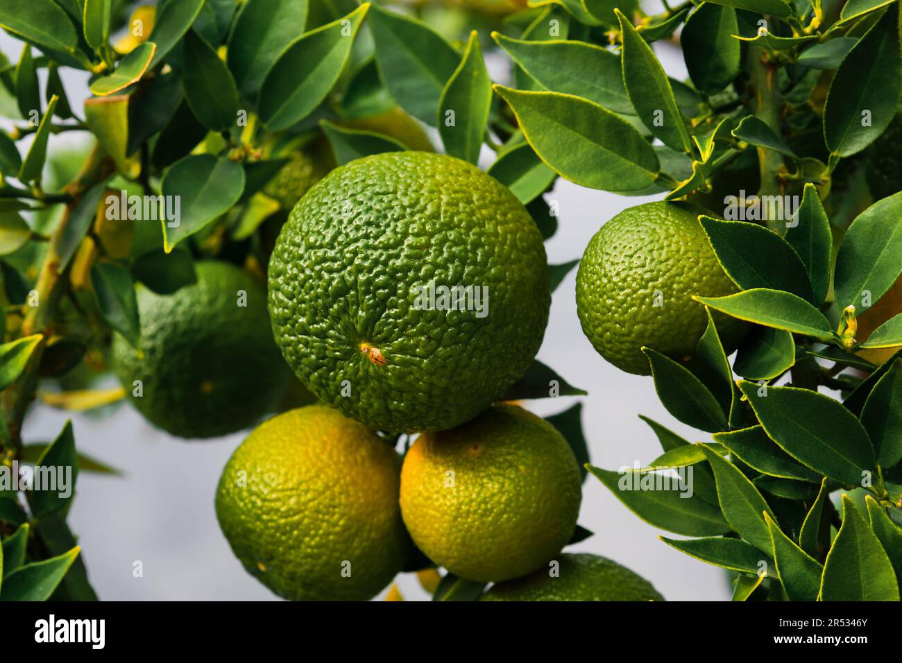 Green tangerines sing on a tree in the garden, ripening citrus fruits ...