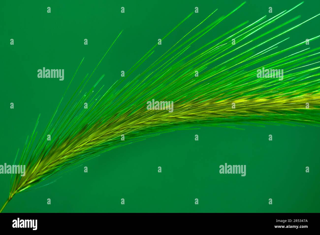 False barley hi-res stock photography and images - Alamy