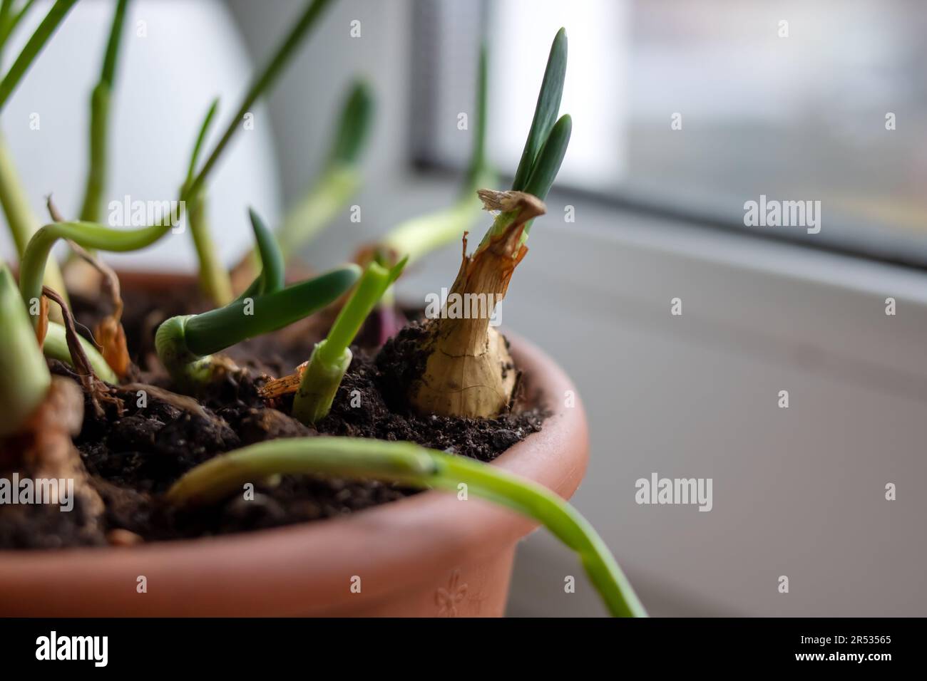 Onion seedlings windowsill hi-res stock photography and images - Alamy