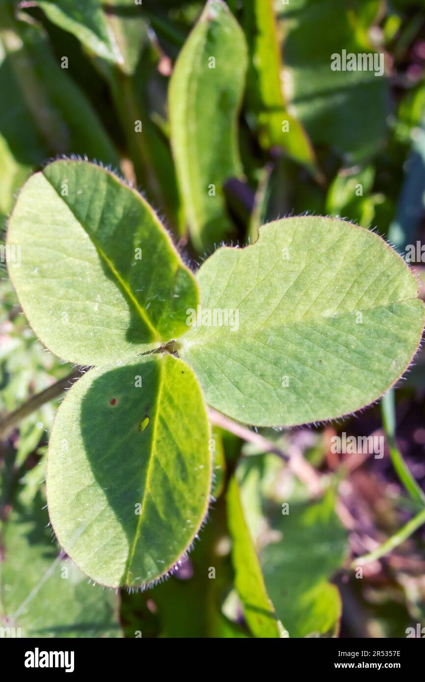 Three lobed shape hi-res stock photography and images - Alamy