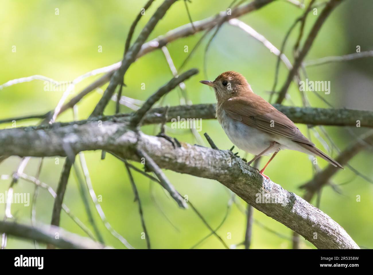 Catharus fuscescens hi-res stock photography and images - Alamy