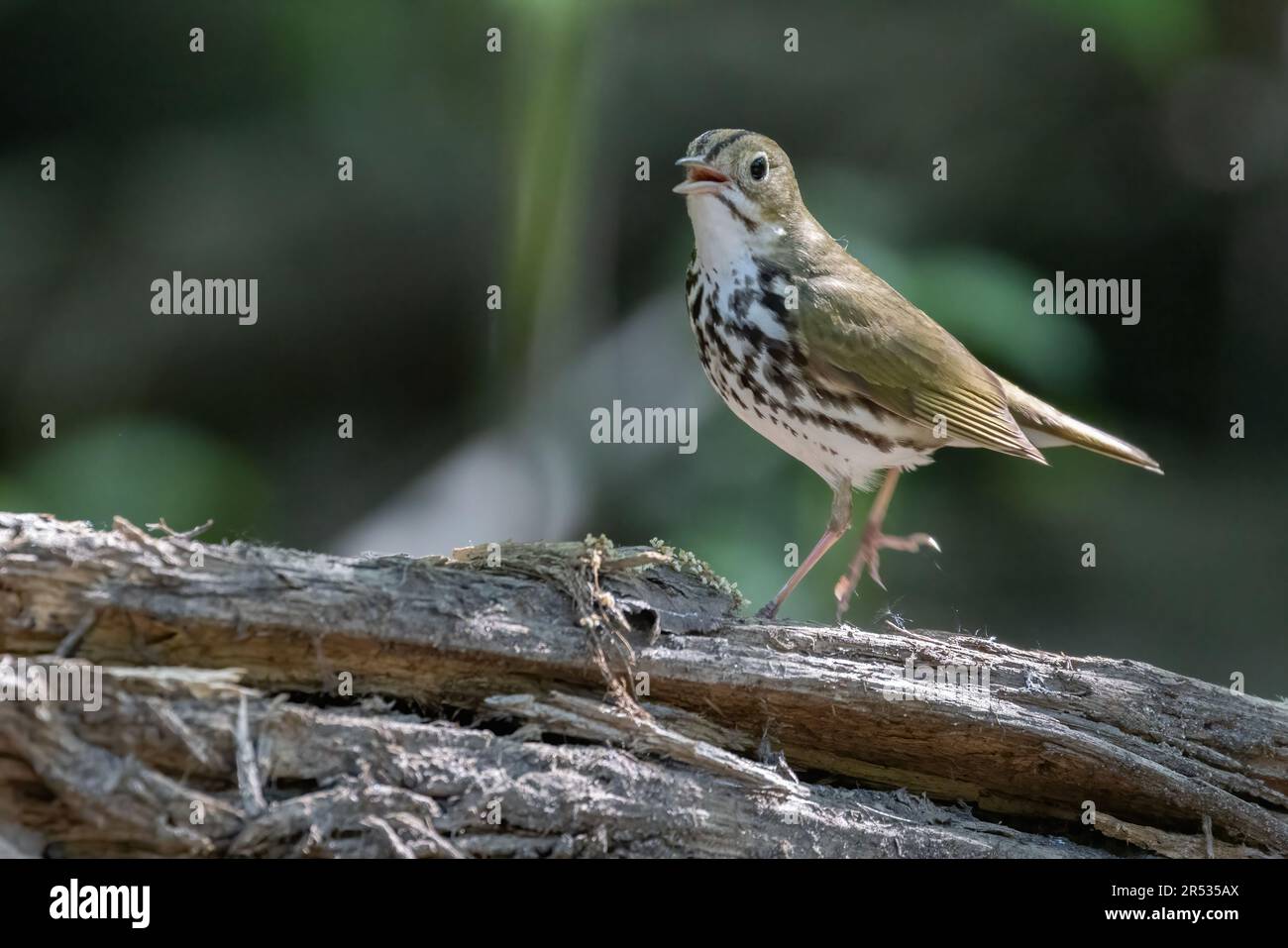 Ovenbird singing hi-res stock photography and images - Alamy