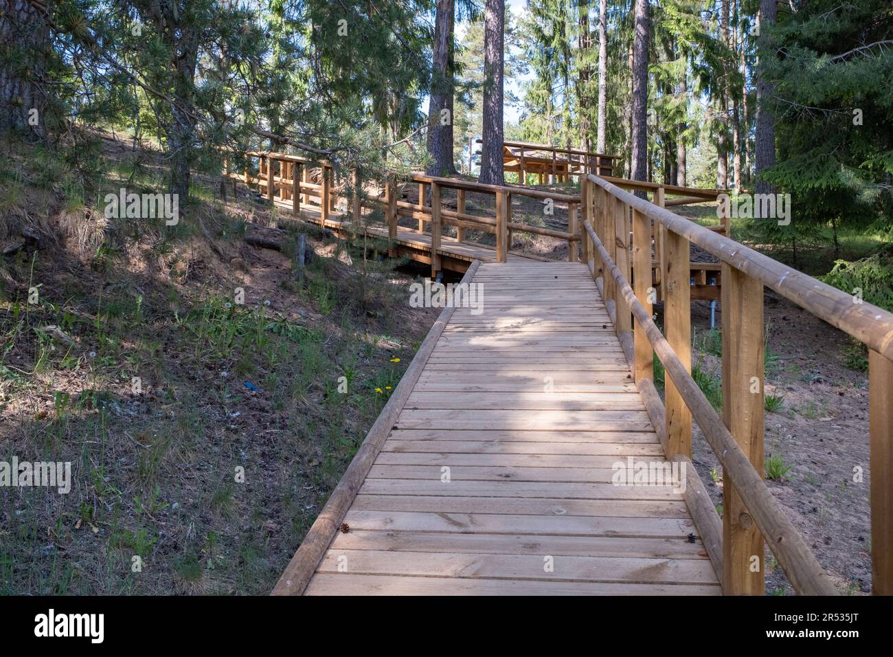 Wooden walking path in the forest. A newly constructed wooden trail for ...