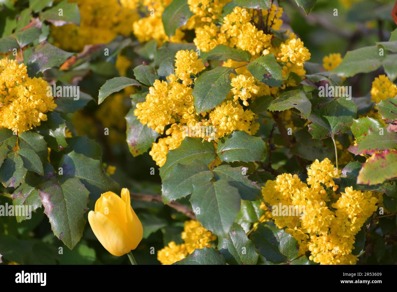 Mahonia aquifolia - evergreen shrub of the barberry family in spring ...