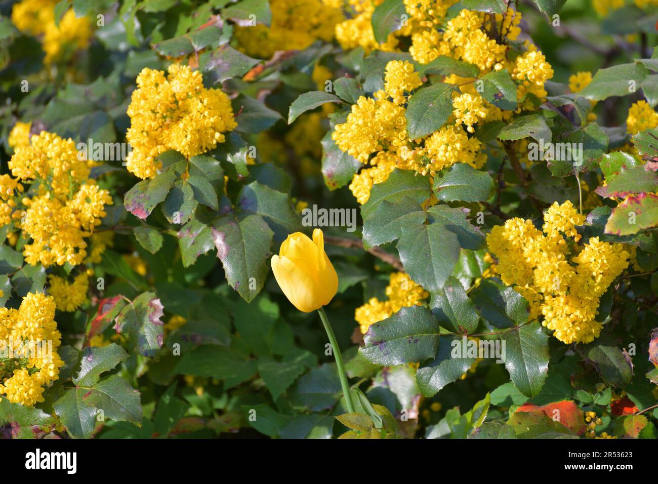 Mahonia aquifolia - evergreen shrub of the barberry family in spring ...
