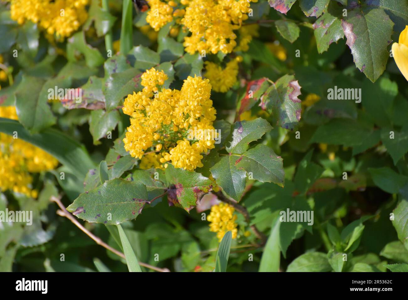 Mahonia aquifolia - evergreen shrub of the barberry family in spring ...