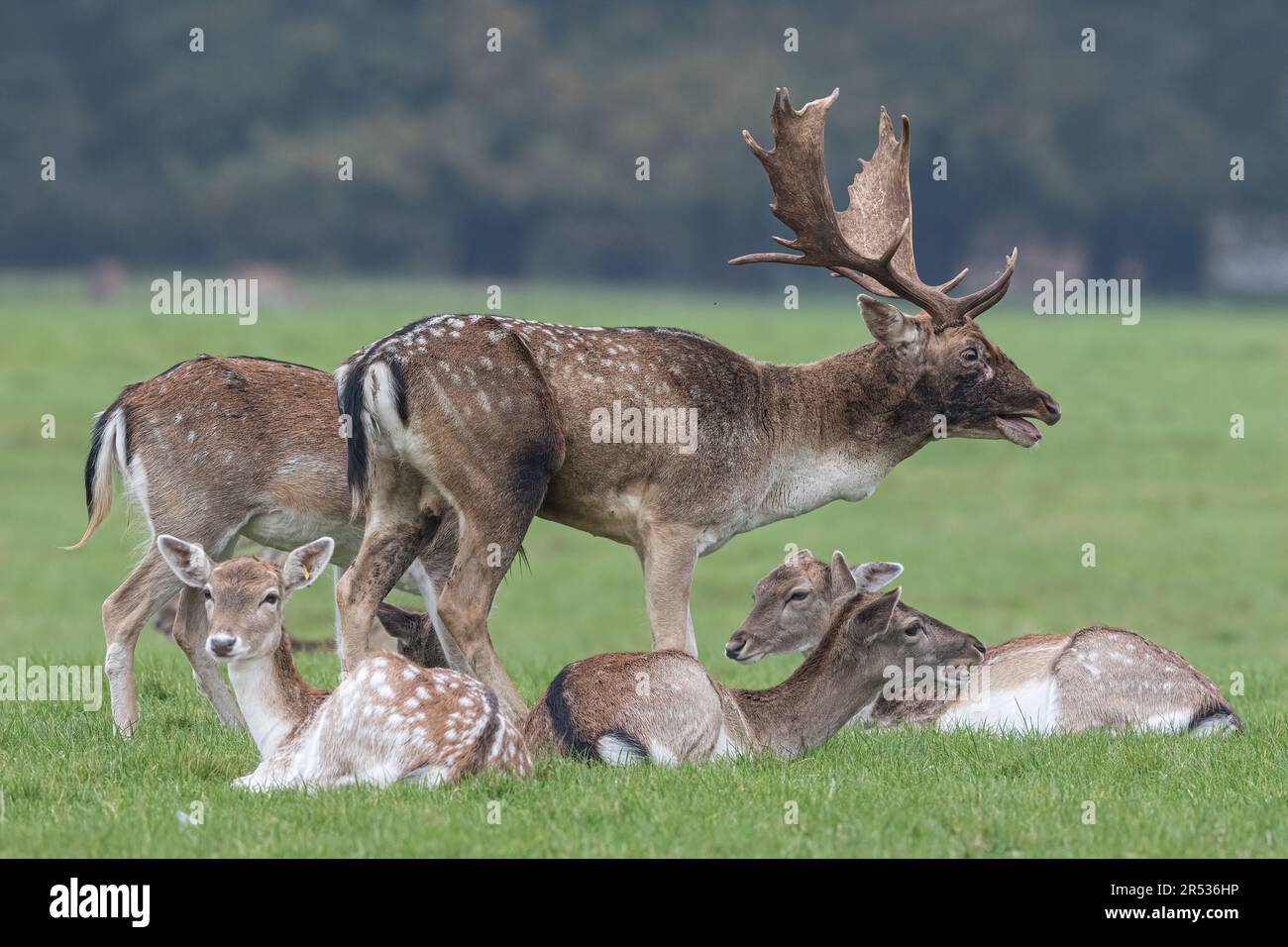 Fallow Deer, Dama dama, family group breeding buck woth does Norfolk ...