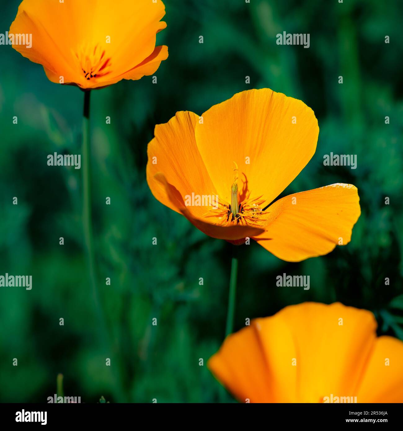 Colorfulbeauty hi-res stock photography and images - Alamy