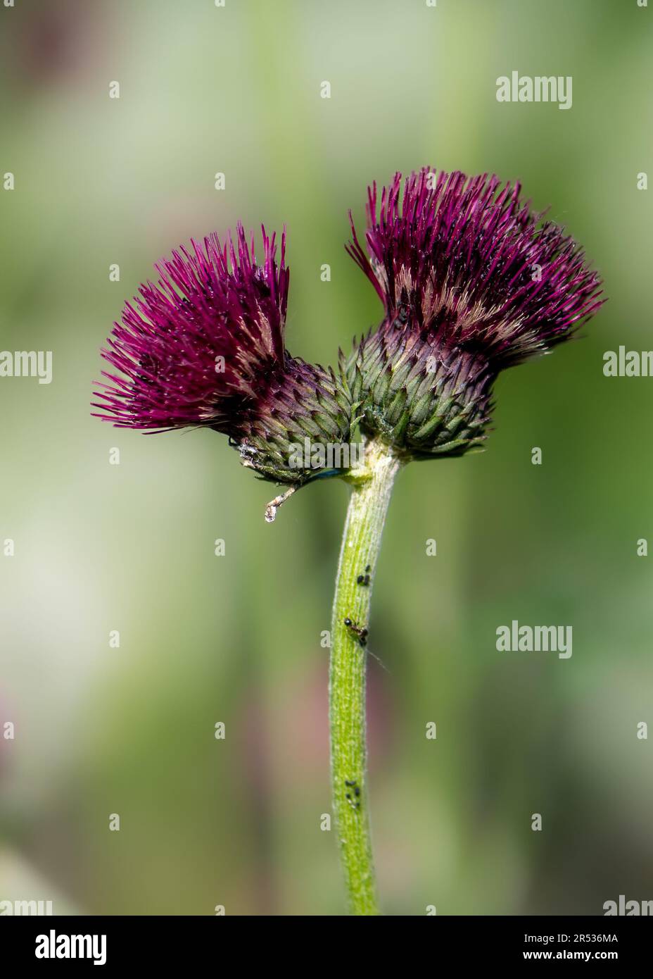 Purple Perfection: Nature's Intricate Dance of Colors and Light Stock ... Purple Perfection: Nature's Intricate Dance of Colors and Light Stock ...