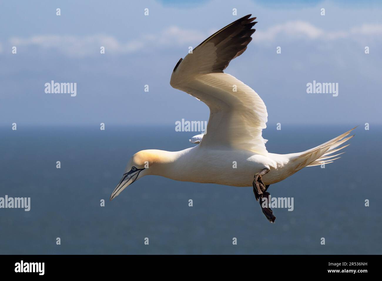 a close up profile view of a northern gannet in flight. Taken from the ...