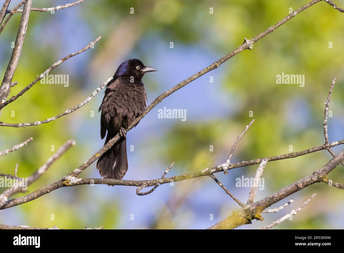 common grackle (Quiscalus quiscula) in spring Stock Photo - Alamy