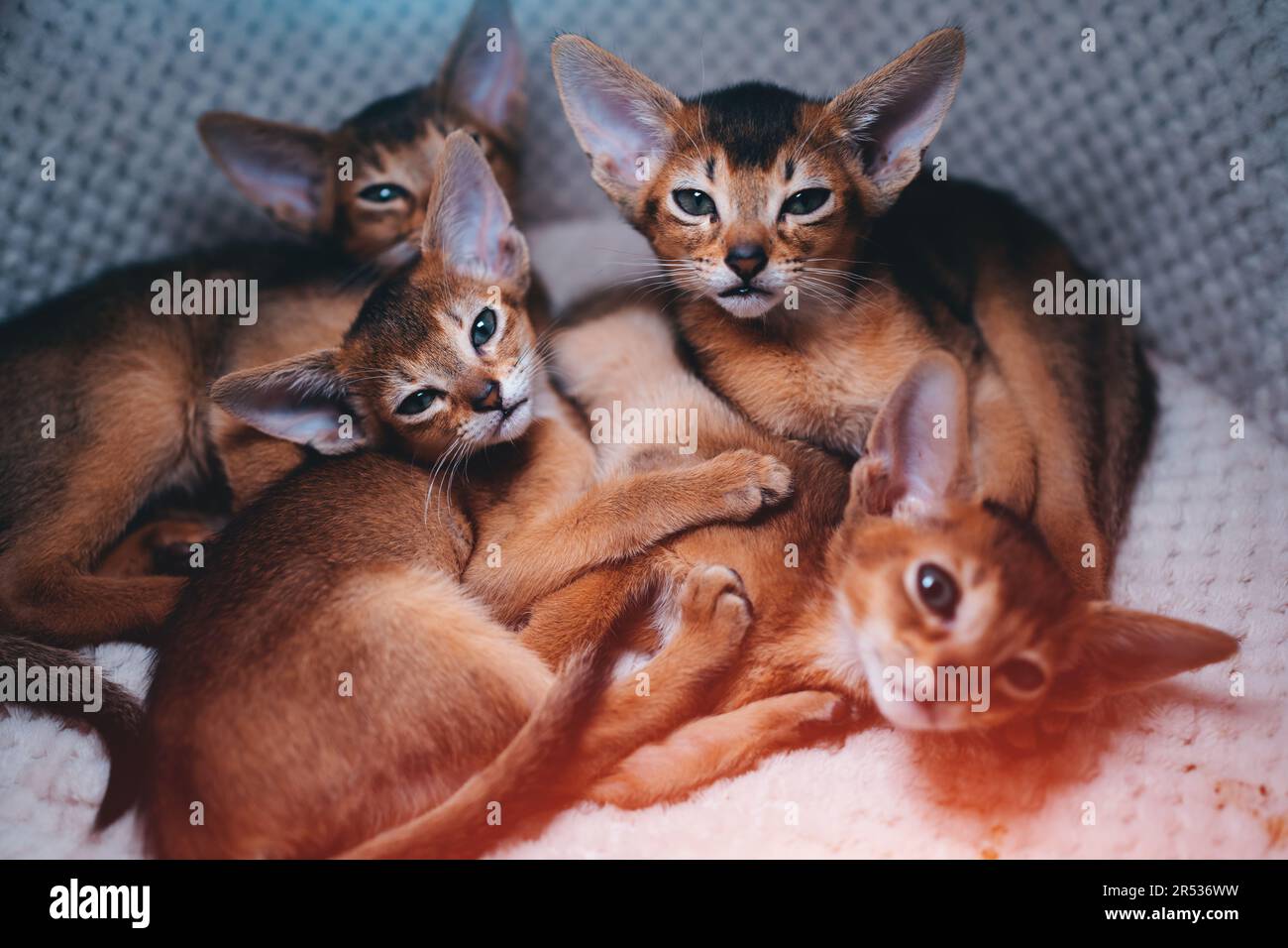 funny small kittens abyssinian breed lies in soft pet house Stock Photo ...