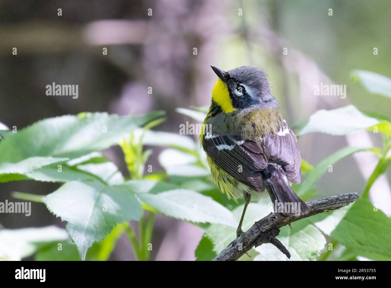 magnolia warbler (Setophaga magnolia Stock Photo - Alamy